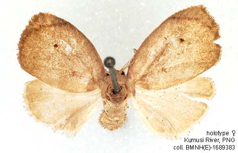 Papua Insects Foundation (Lepidoptera/Erebidae(Arctiinae)/Hemonia murina)